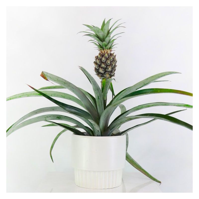 Pineapple Plant - Ananas cosmosus