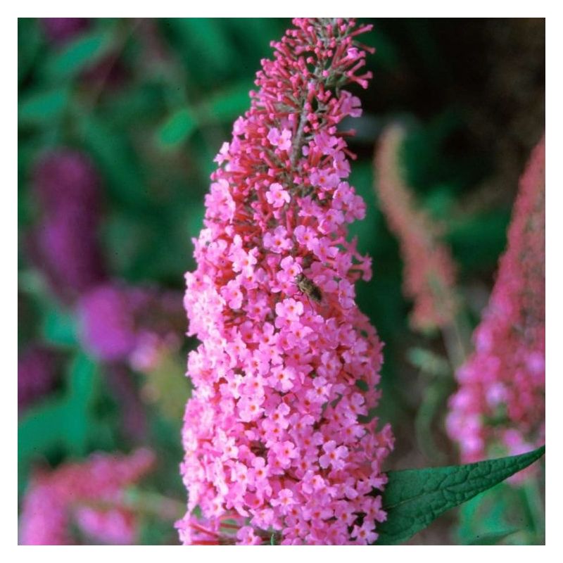 Buddleja davidii Pink Delight - Butterfly Bush Buddleia