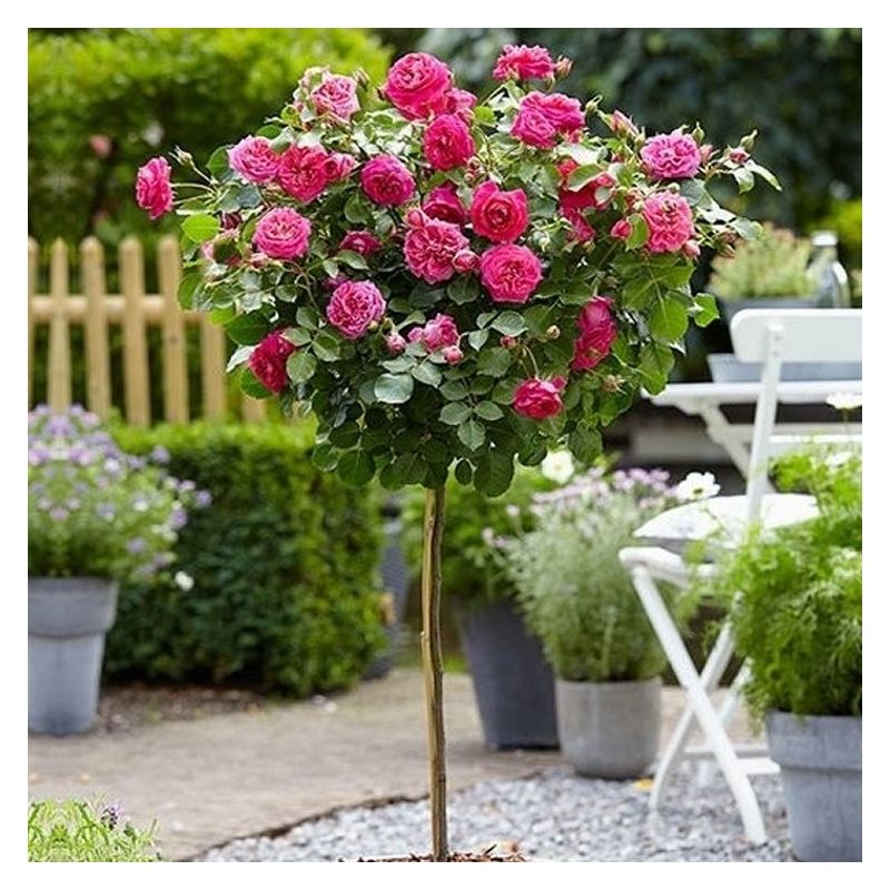 Large Standard PINK Rose Tree 'Carla' - circa 150cms tall