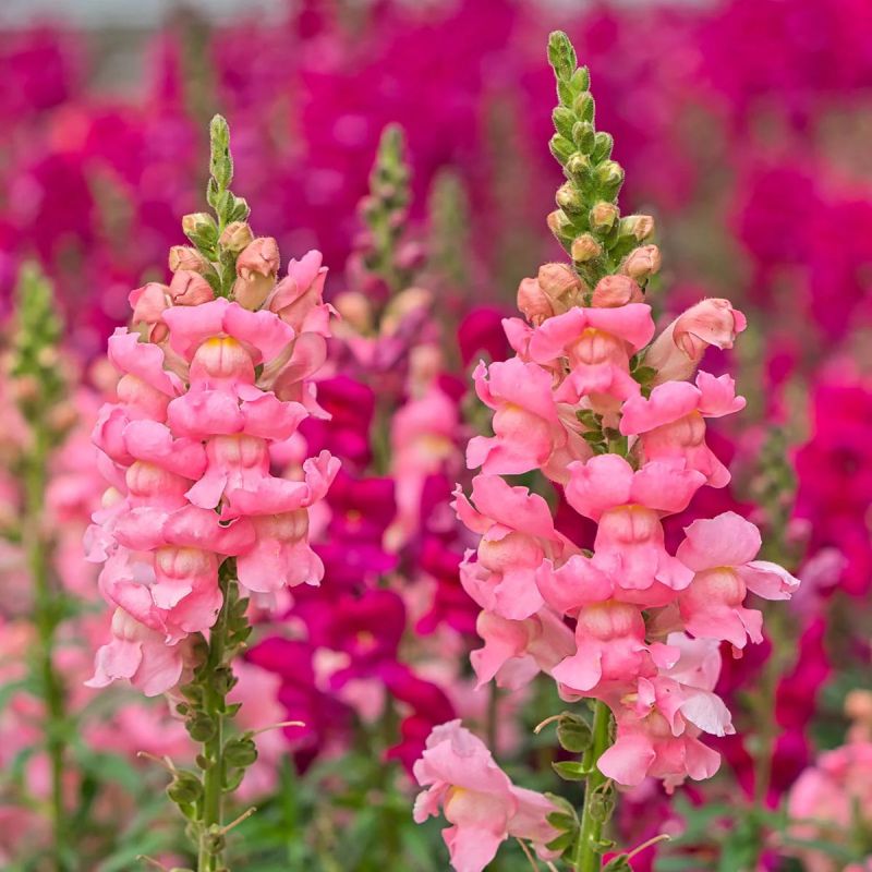 Snapdragon - Antirrhinum Liberty Pink