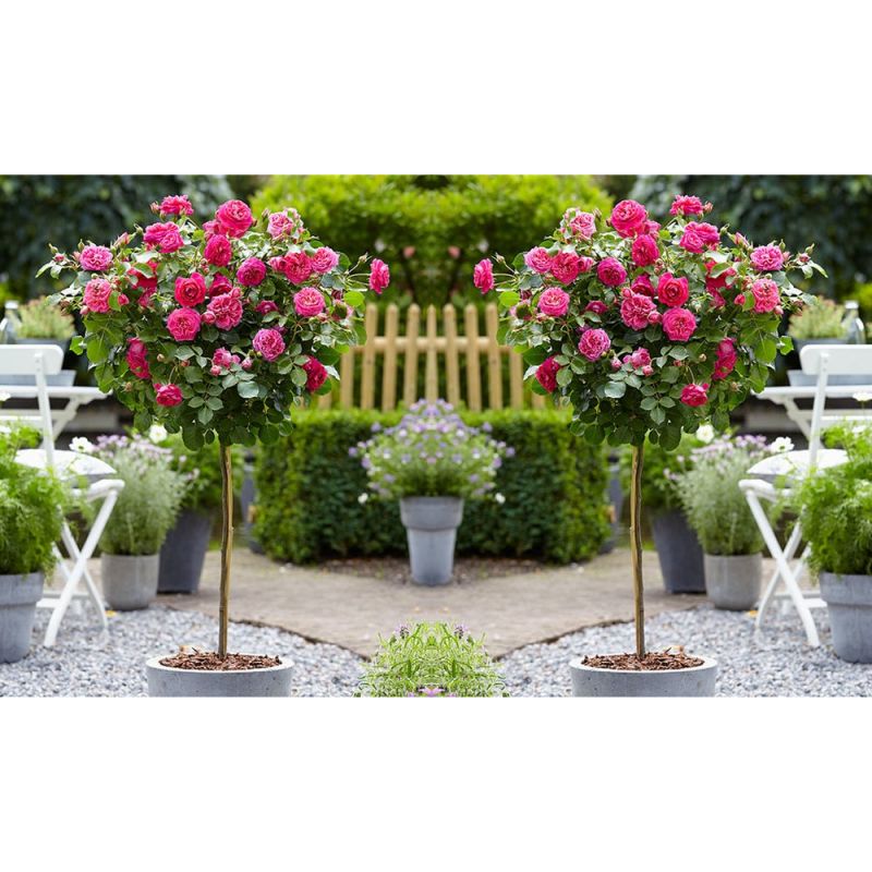 Pair of Standard PINK Flowering Patio Rose Trees