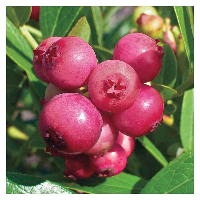 Blueberry Pink Lemonade - LARGE Plant - for the Patio or Garden - Pink ...