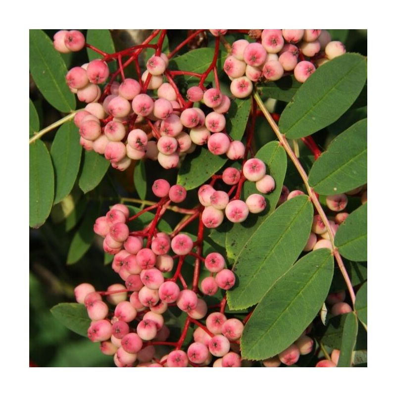 Sorbus pseudohupehensis 'Pink Pagoda'