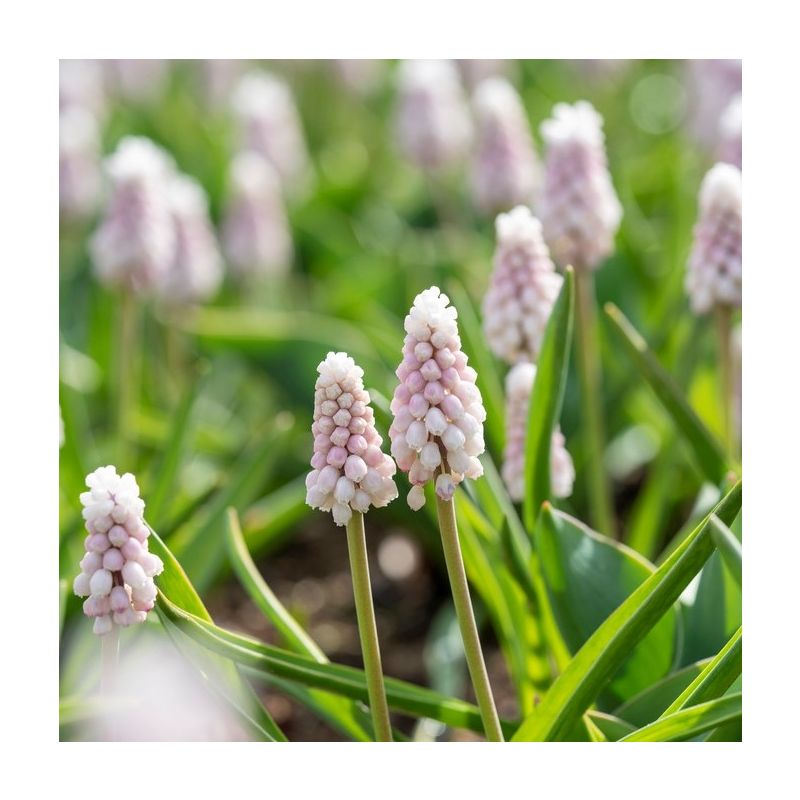 Muscari Pink Sunrise - Pack of 5 Bulbs