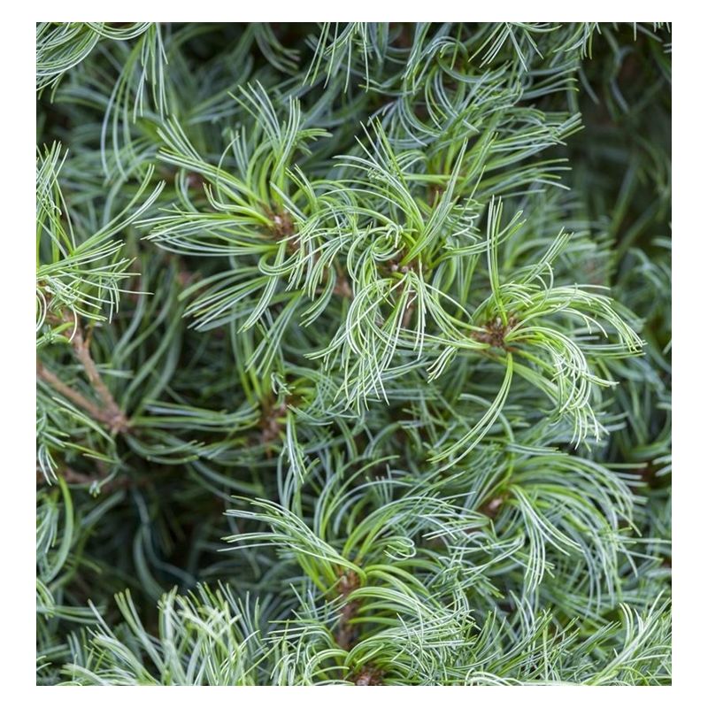 Pinus strobus Tiny Kurls