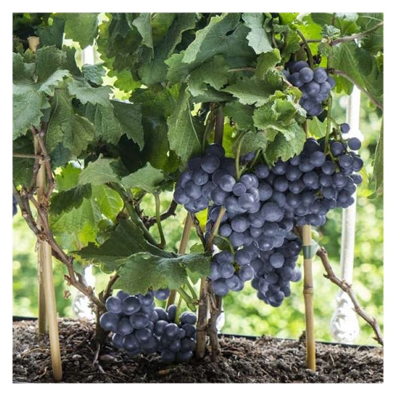 Dwarf Grape Vine - Vitis Pixie - Pinot Noir