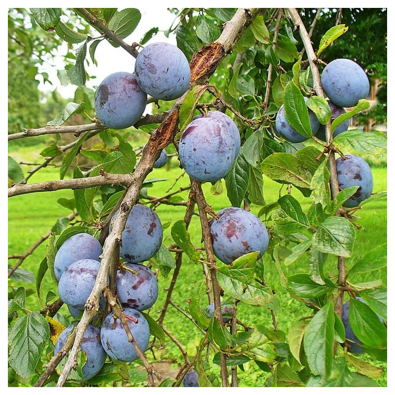 Plum Tree - Haganta Bush (Julien A)