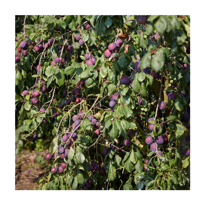 Plum Tree - Jubilee Bush (Julien A) - 150-170cm Tall