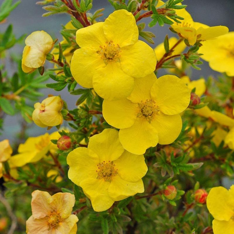 Potentilla fruiticosa Kobold - Shrubby Cinqfoil