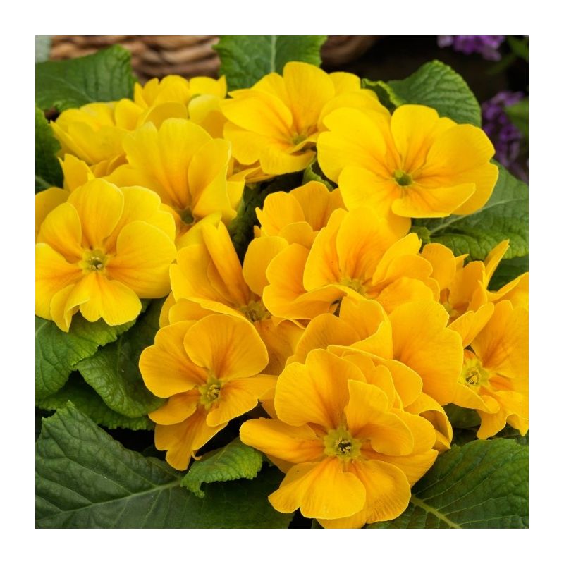 Potted Primrose Yellow