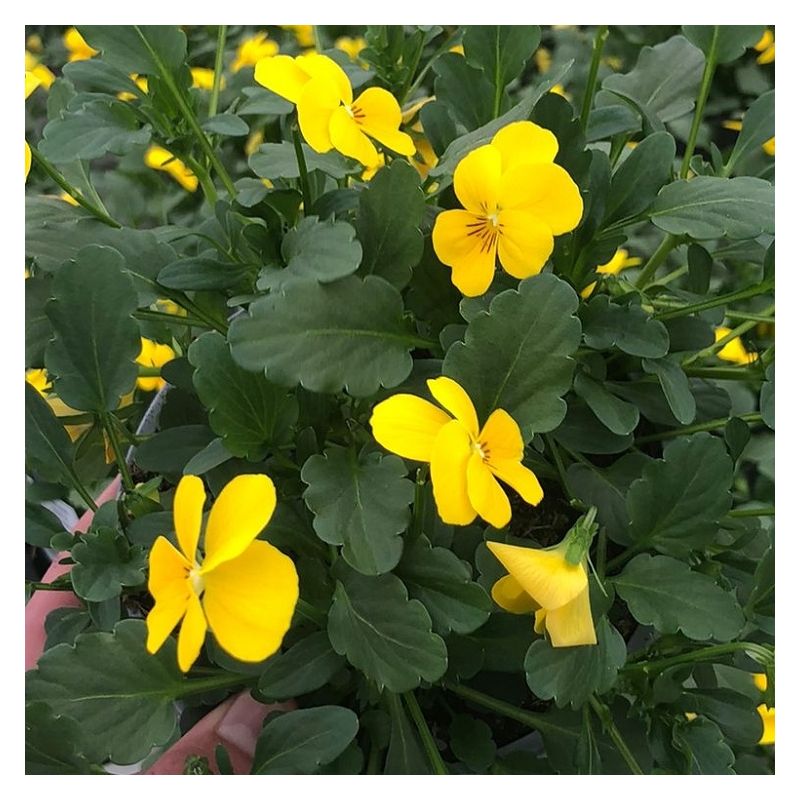 Viola in Bud & Bloom - Yellow - in Bud and Bloom