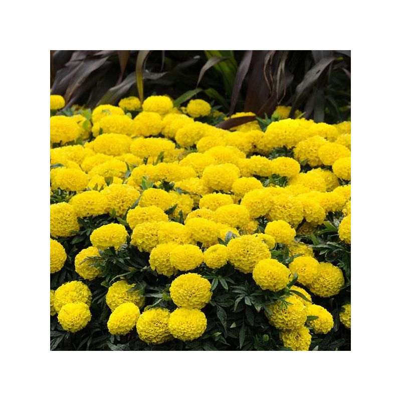 African Marigold - Discovery Yellow