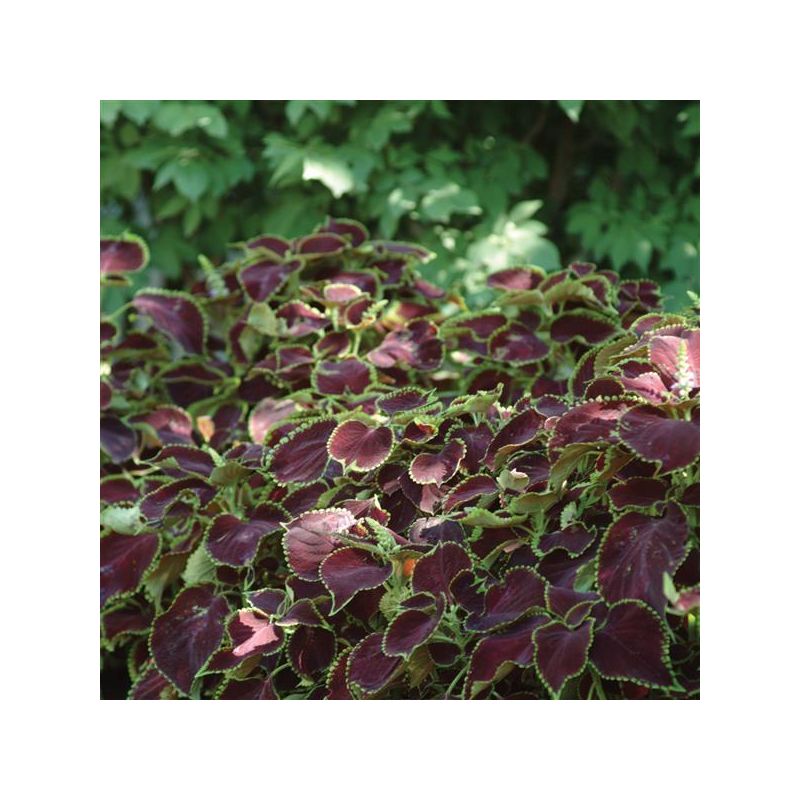 Coleus Chocolate Mint - Fantastic Foliage