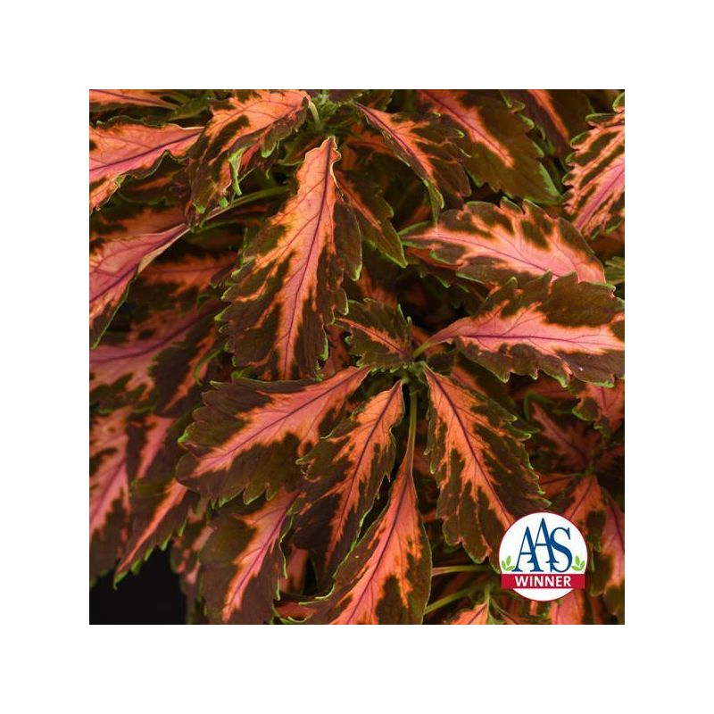 Coleus Coral Candy - Fantastic Foliage