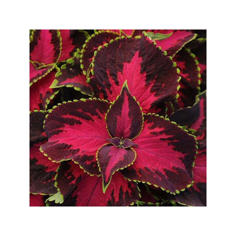 Coleus Kong Chocolate Cherry - Fantastic Foliage