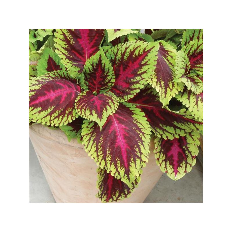 Coleus Kong Rose - Fantastic Foliage