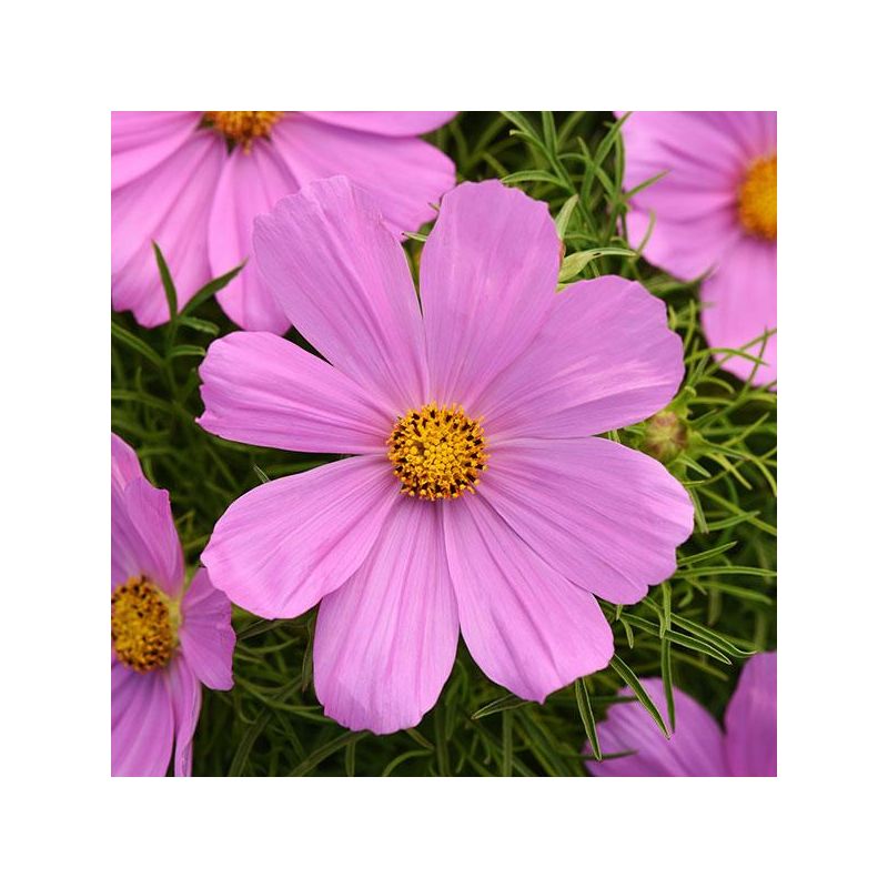 Cosmos Casanova Pink - Garden Colour Daisy