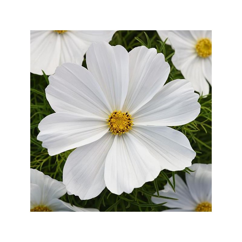 Cosmos Casanova White - Garden Colour Daisy