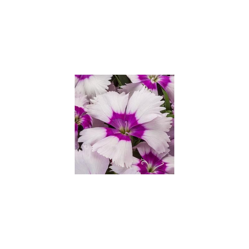 Dianthus Blueberry Parfait - In Bud & Bloom