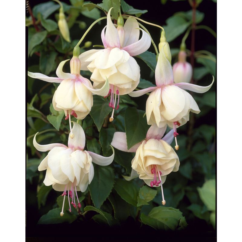 Fuchsia Annabell
