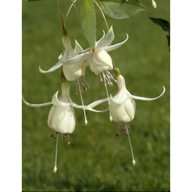 Fuchsia Harry Gray - Double Flowered Trailing Fuchsia