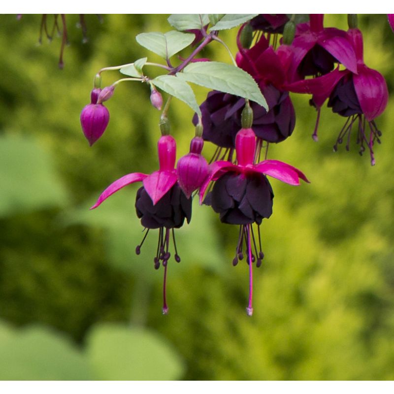 Fuchsia New Millennium - Burgundy and Black Trailing Fuchsia