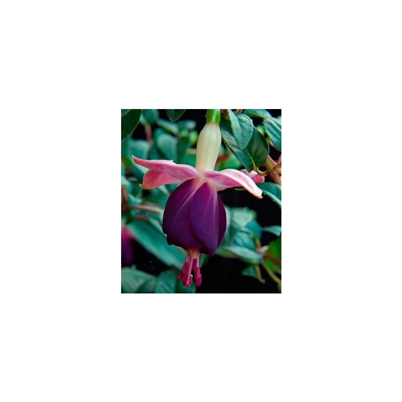 Fuchsia Eva Boerg - White & Purple Trailing Fuchsia