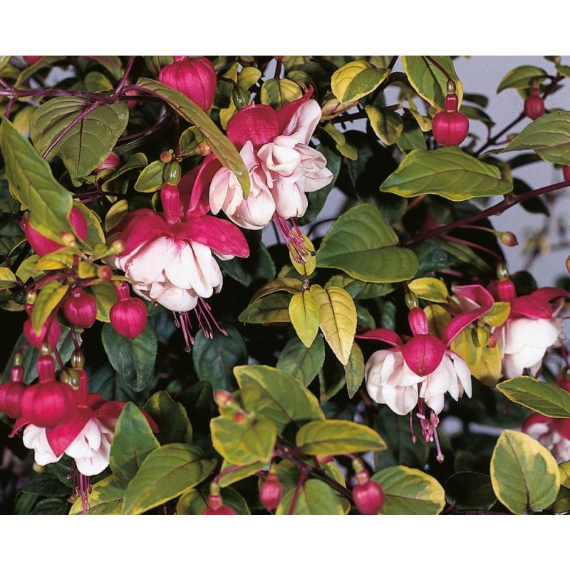 Fuchsia Golden Swingtime - Variegated Trailing Fuchsia