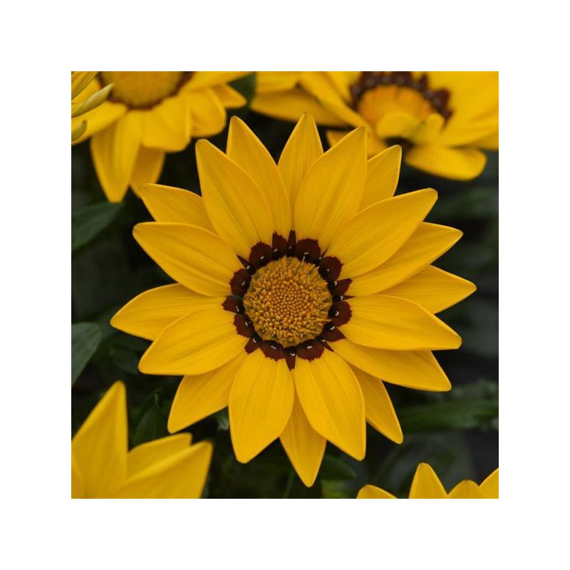 Gazania Yellow Flame - Sun Daisy