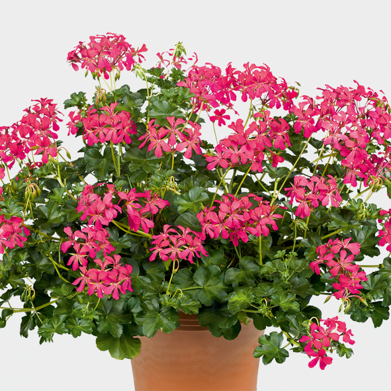 Trailing Ivy Leaf Geranium - Decora Balcony Pink - In Bud & Bloom