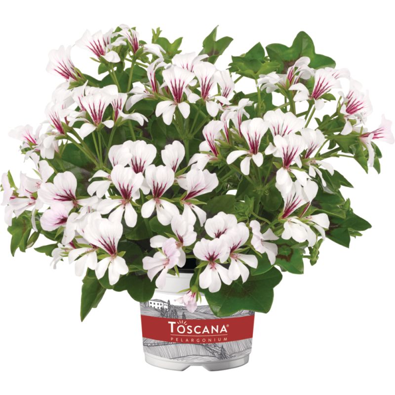 Geranium Trailing Ivy Leaf - Balcony White