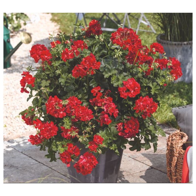 Geranium Trailing Ivy Leaf - Double Bright Red