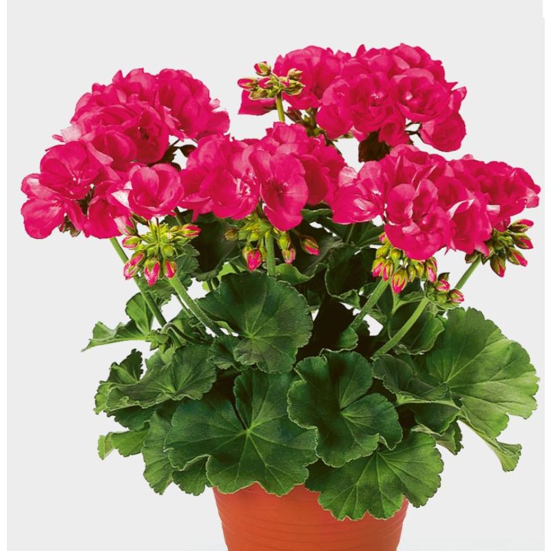 Geranium Semi-Double 'Shocking Pink'