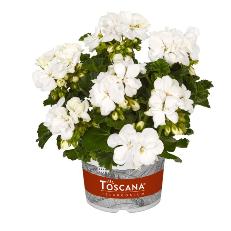 Geranium Semi-Double White - Erika