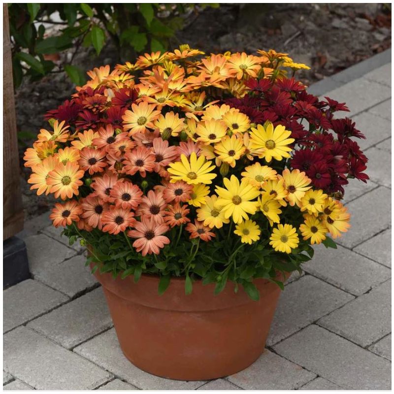 Osteospermum Daisy - Sunset Shades