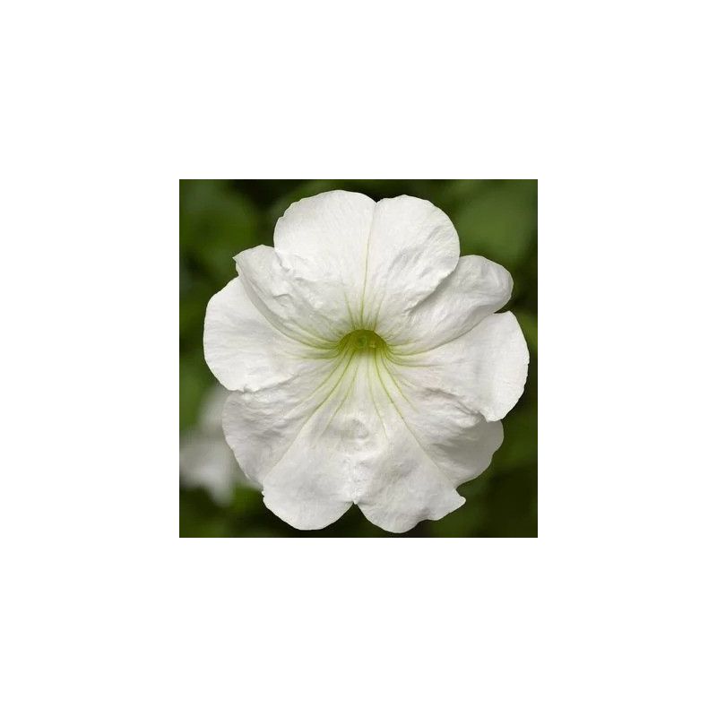 Petunia White