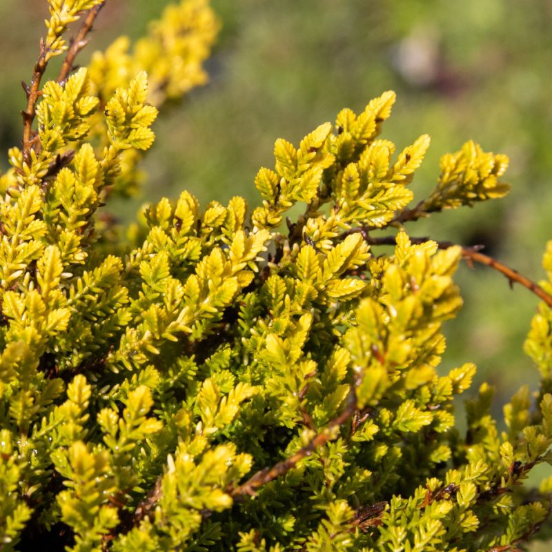 Heather Plant - Calluna vulgaris 'Gold Haze'