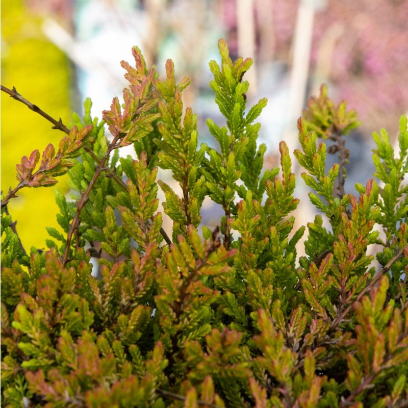 Heather Plant - Calluna vulgaris 'Multicolor'