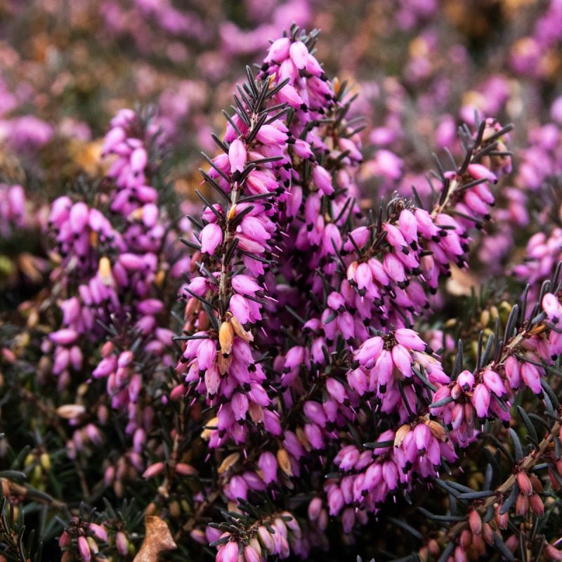 Erica 'Lena Red' - Deep Pink-Red Winter Flowering Heather
