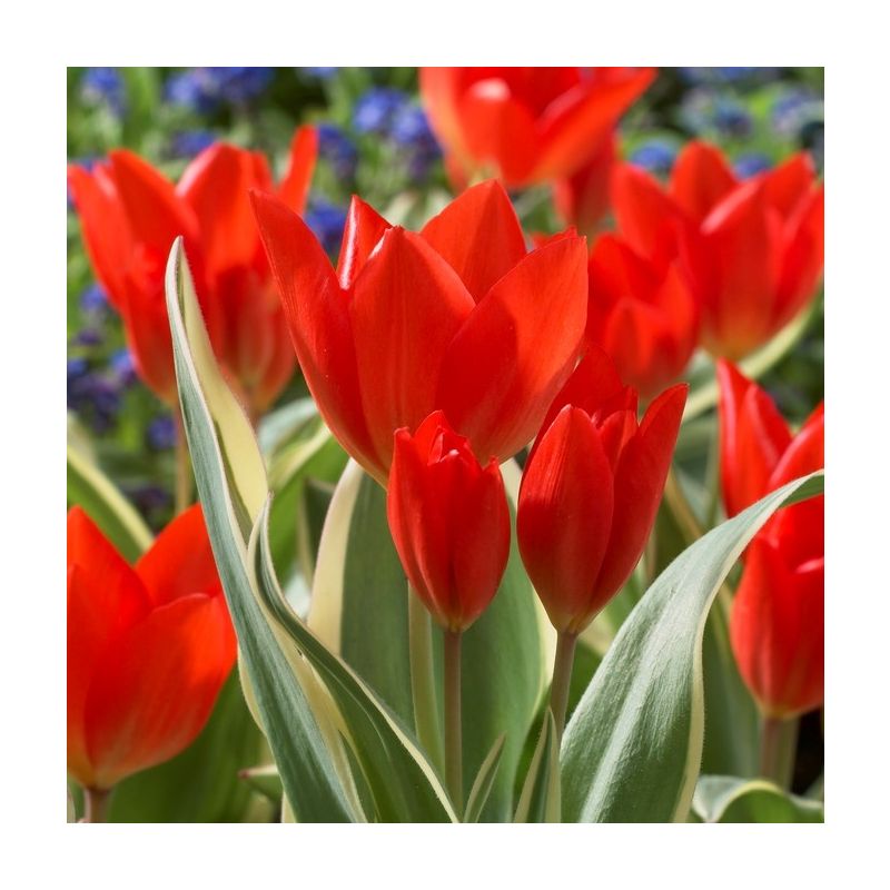 Tulip Praestans Unicum - Pack of 12 Bulbs