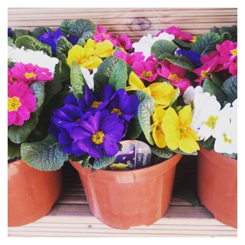 Primrose Planter - Instant Spring Colour Primula Pot