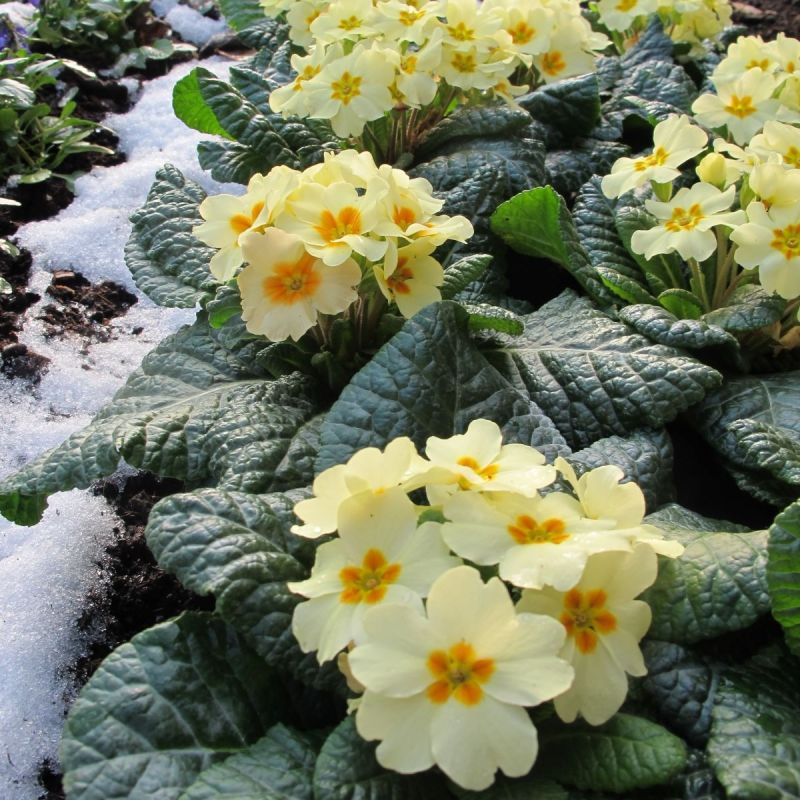 Primula Everlast - Pack of Six Plants