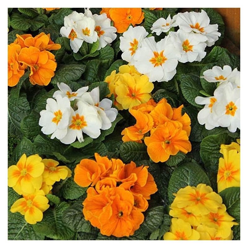Primroses Citrus Cocktail - Large Mixed Primrose Plants