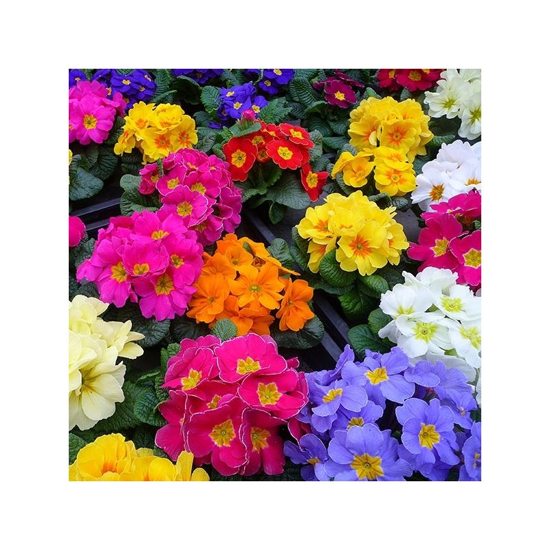 Potted Primroses in Bud & Bloom