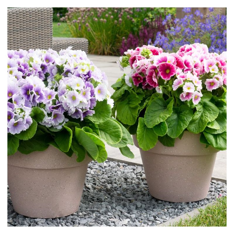 Primula Obconica - German Primrose - In Bud & Bloom