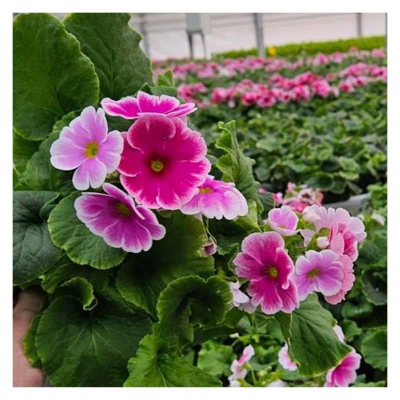 Primula obconica PINK - Primrose - In Bud & Bloom
