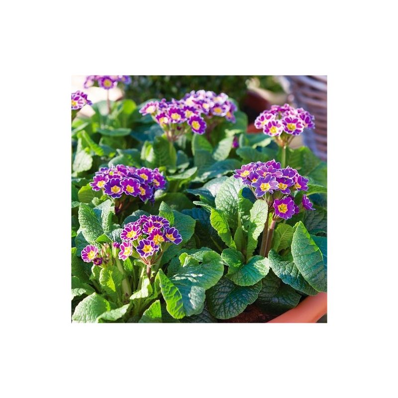 Primula Silver Laced Purple
