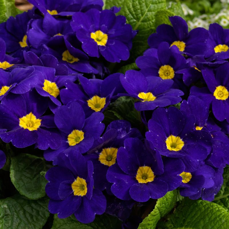 Potted Primroses - BLUE in Bud and Bloom
