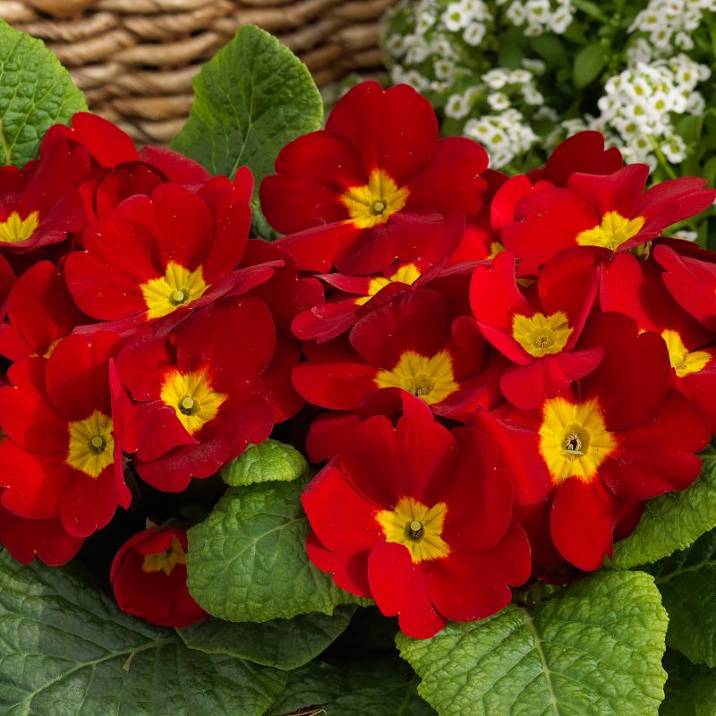 Potted Primrose - Festive RED in Bud & Bloom