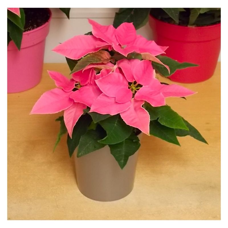 Pretty Pink Princettia - Poinsettia Plant